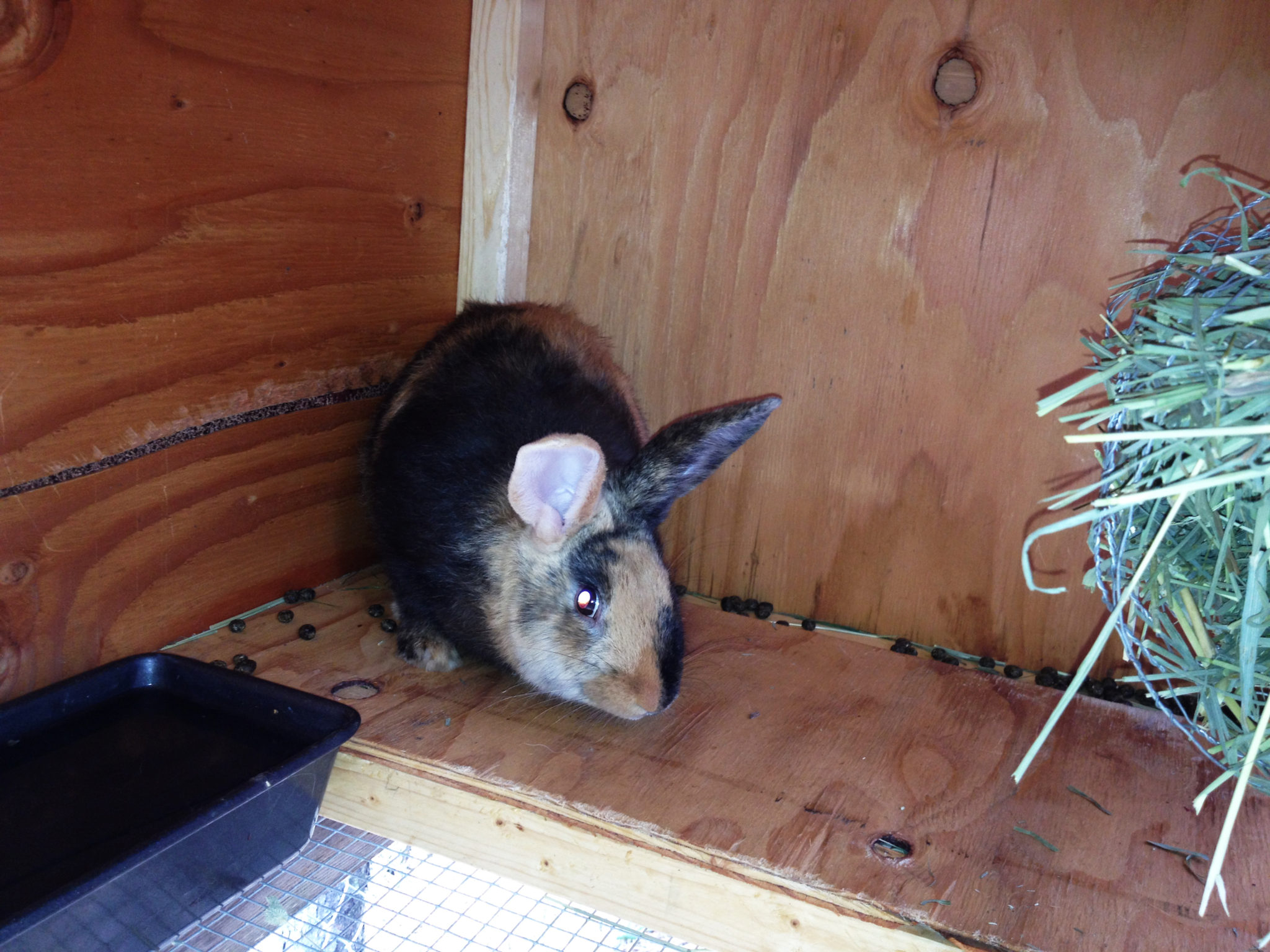 Cold-Weather Rabbit Hutch Plans | My Casual Homestead