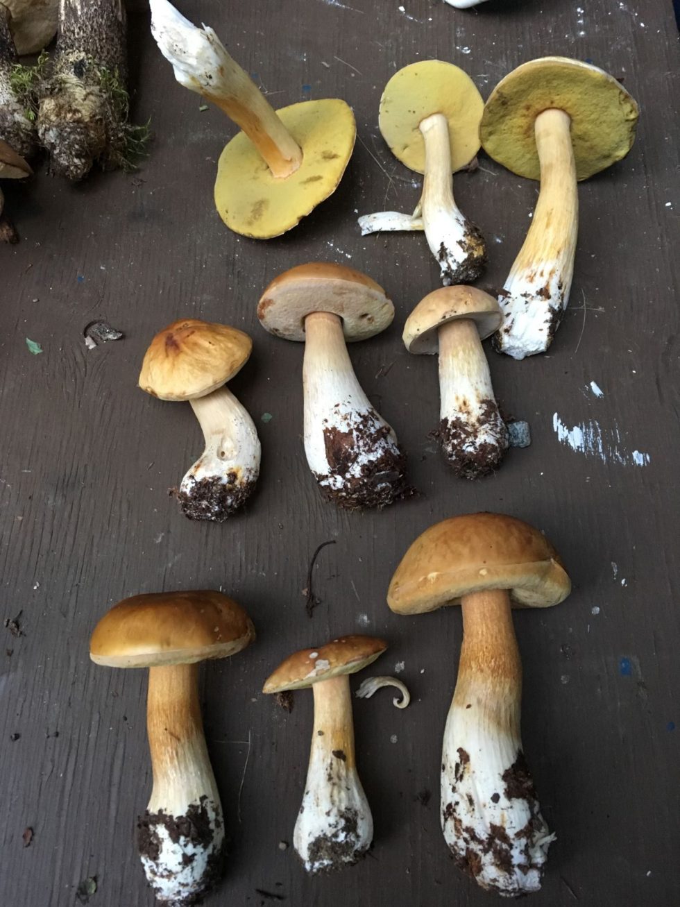 Foraging: A Step-by-Step Guide for Beginners | My Casual Homestead